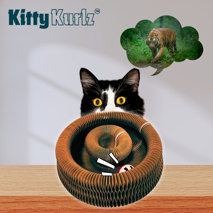 Kitty Kurlz™ – Marlene's Pet Shop